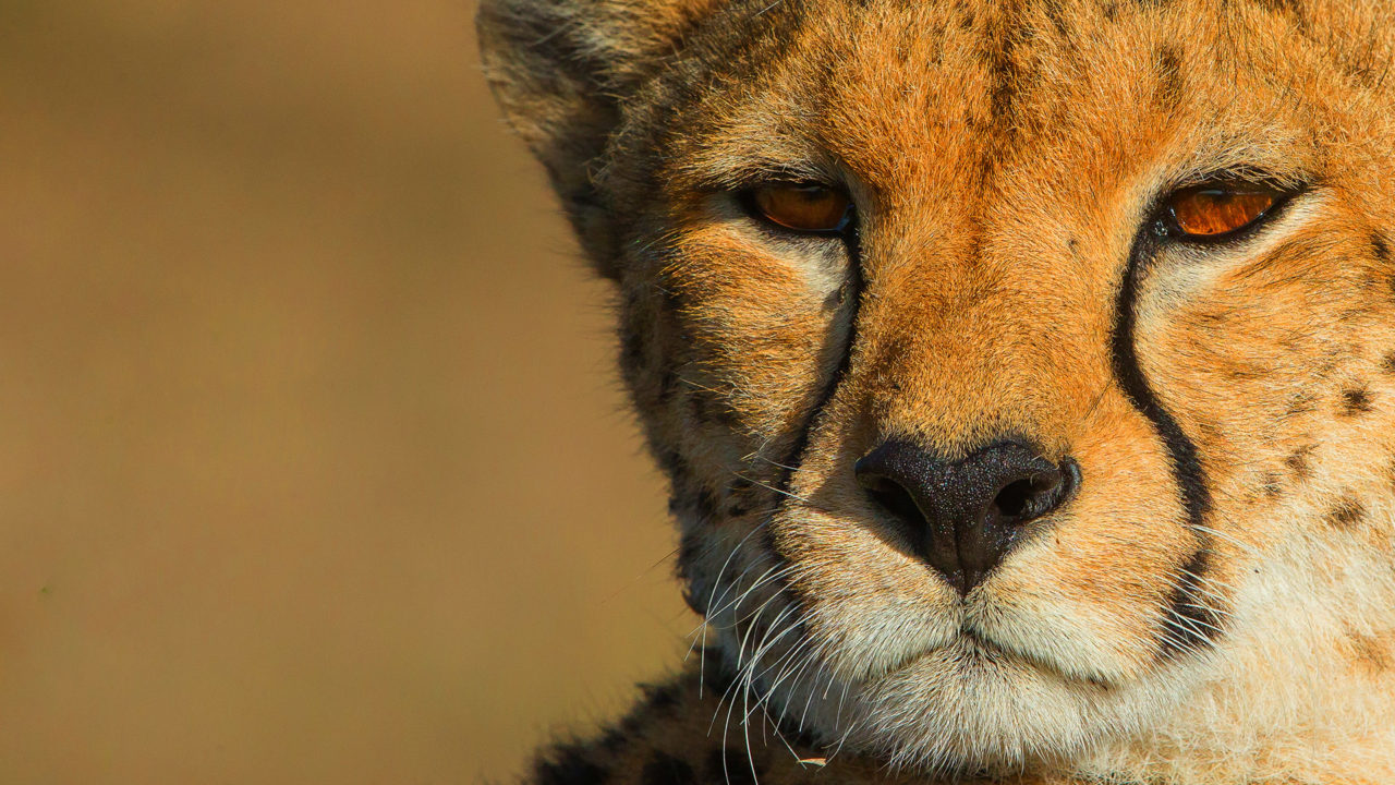 Geparde – Afrikas elegante Jäger | Reinhard Radke - Nature Photography