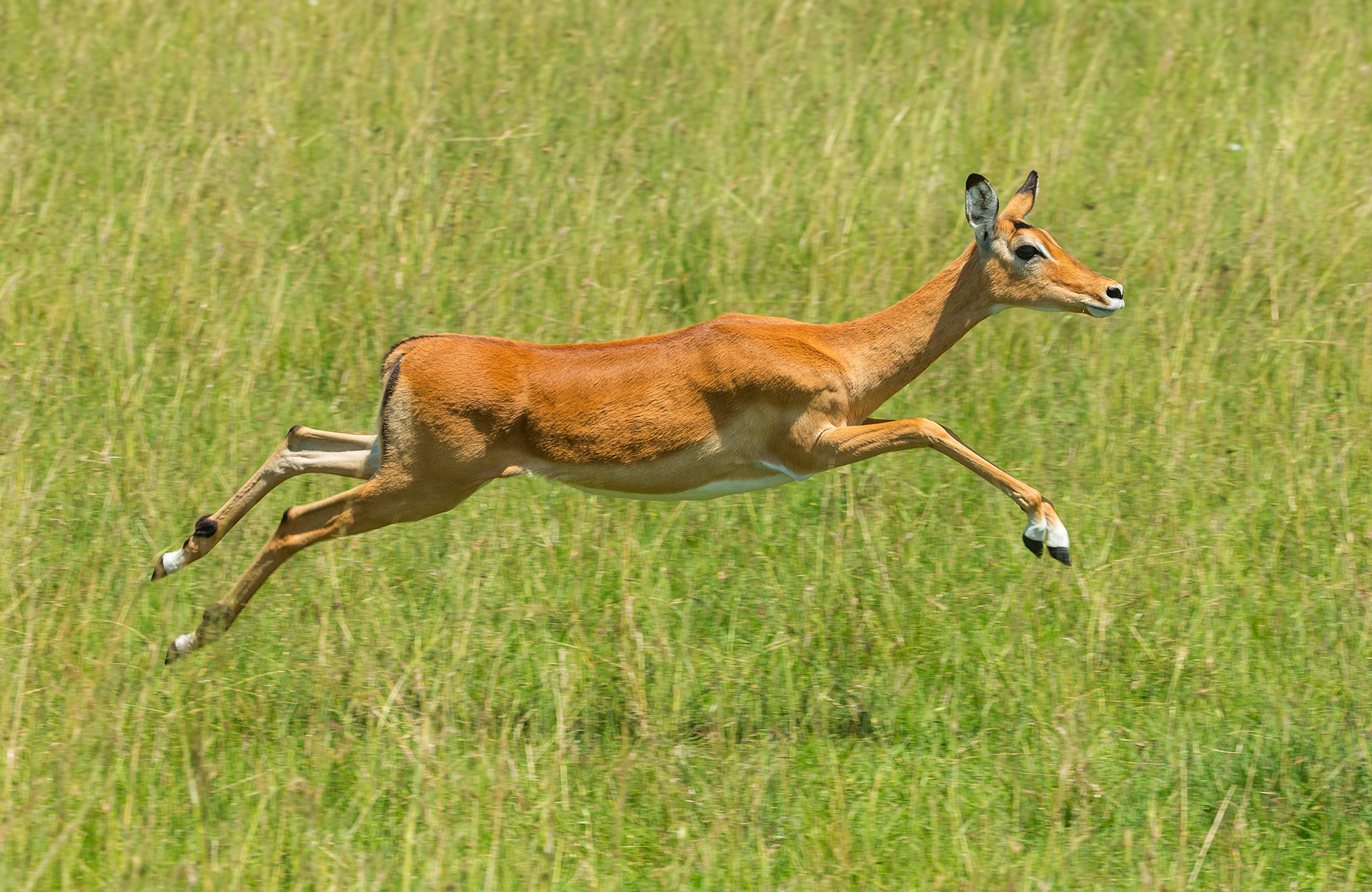 Galerie Huftiere | Reinhard Radke - Nature Photography