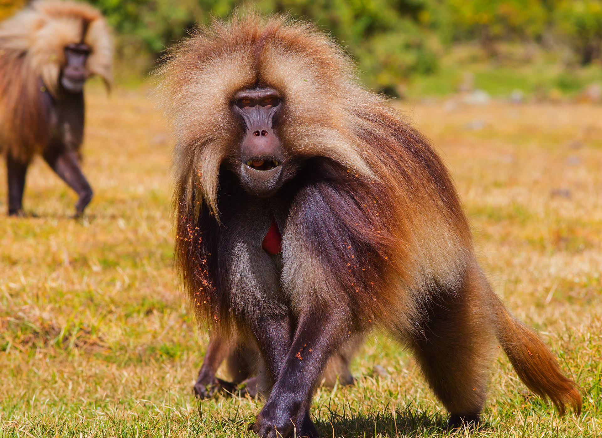 Galerie Primaten | Reinhard Radke - Nature Photography