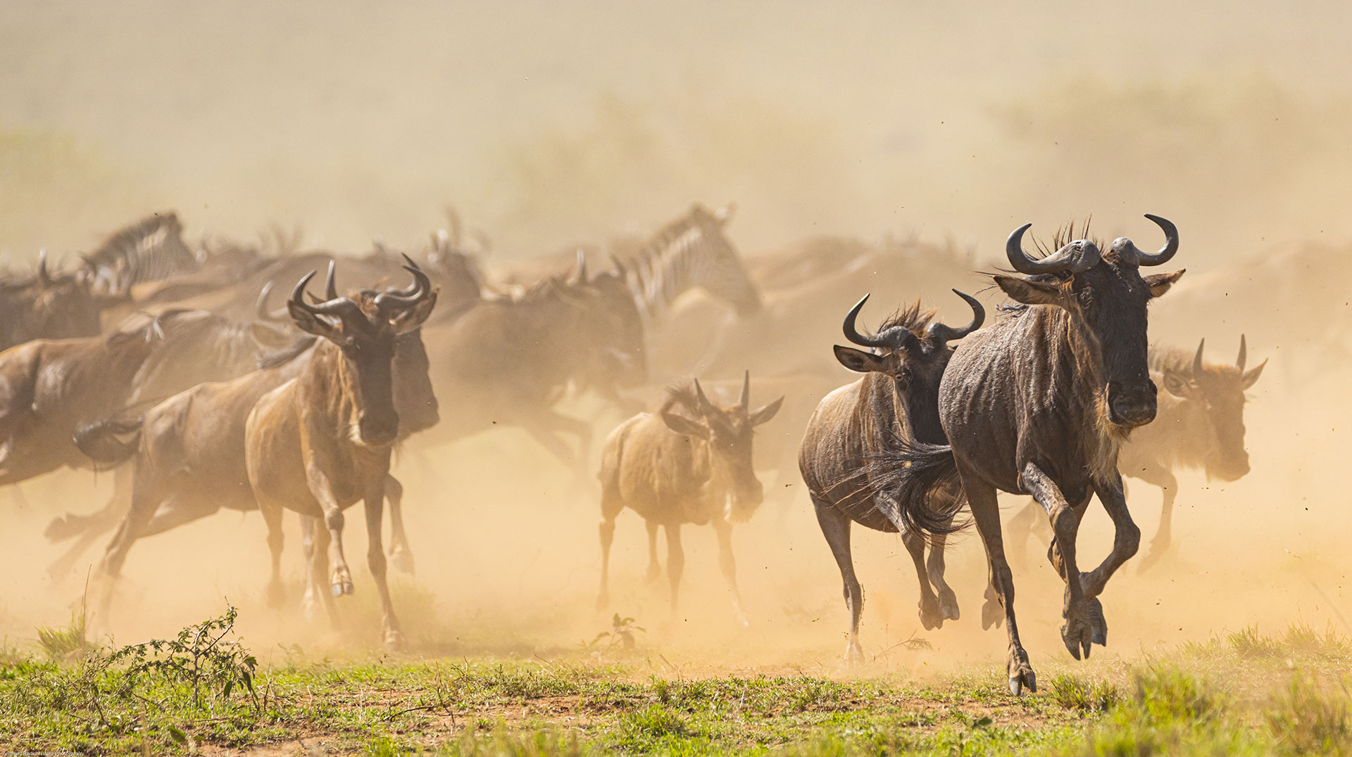 Galerie Huftiere | Reinhard Radke - Nature Photography